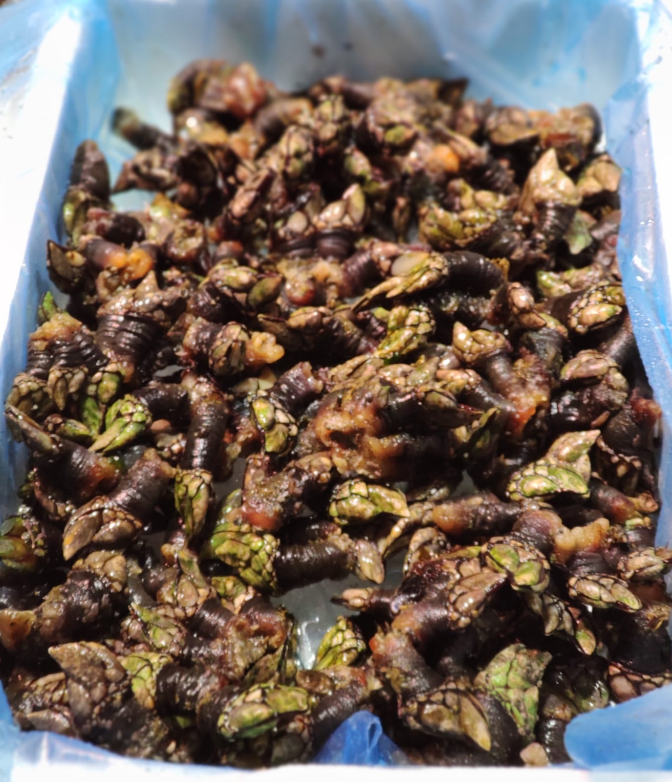 PERCEBES - PESCADERIAS ALONSO MAYO